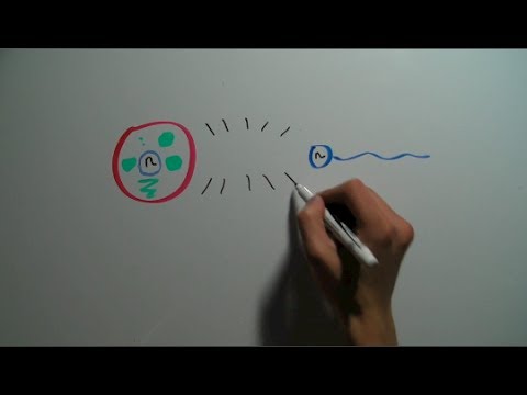 How are Babies Made? - YouTube