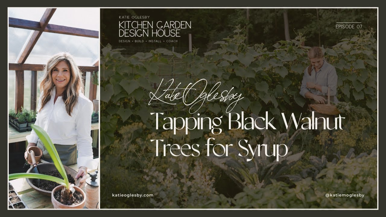 Tapping Black Walnut Trees for Syrup - YouTube