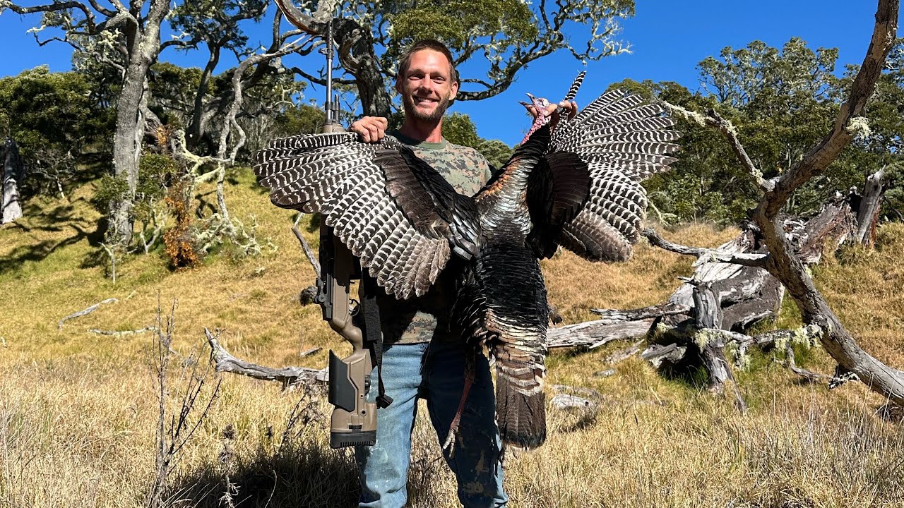 Turkey season in Hawaii 2025! - YouTube