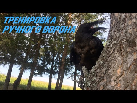 Ручной вОрон учится летать / Процесс тренировки с кликером