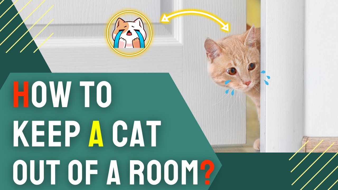 How to Keep a Cat Out of a Room? Simple Tips and Tricks - YouTube