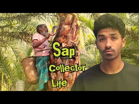 Daily Life of a Date Palm Sap Collector | খেজুরের রস সংগ্রহকারীর ...
