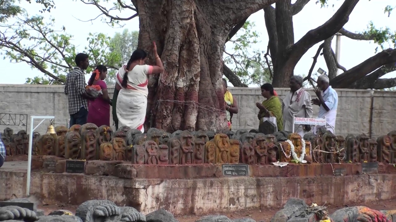 Ficus religiosa sacred fig tree Peepal tree - YouTube