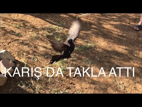 KARIŞ DA TAKLA ATAN GÜVERCİN.