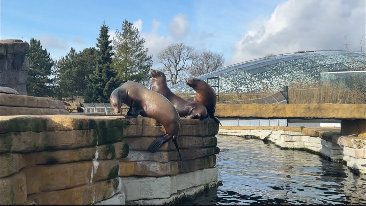 📍DAILY VLOG | Copenhagen Zoo | Zoologisk Have København | Copenhagen ...