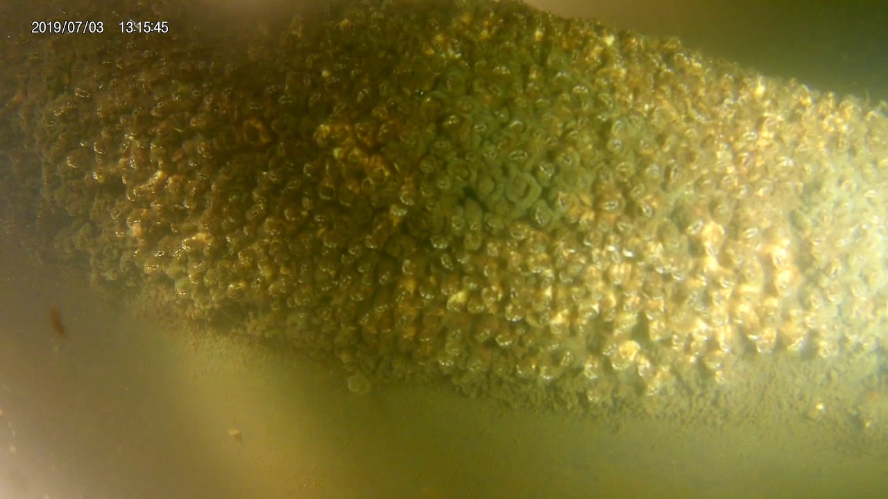 Barnacles Feeding 7 3 19 - YouTube