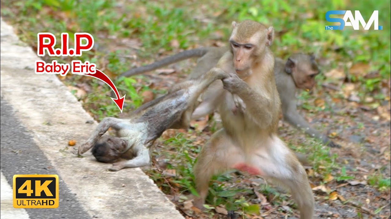R.I.P______! Omg Baby Monkey Eric Was RIP and His Mom Still Holding ...
