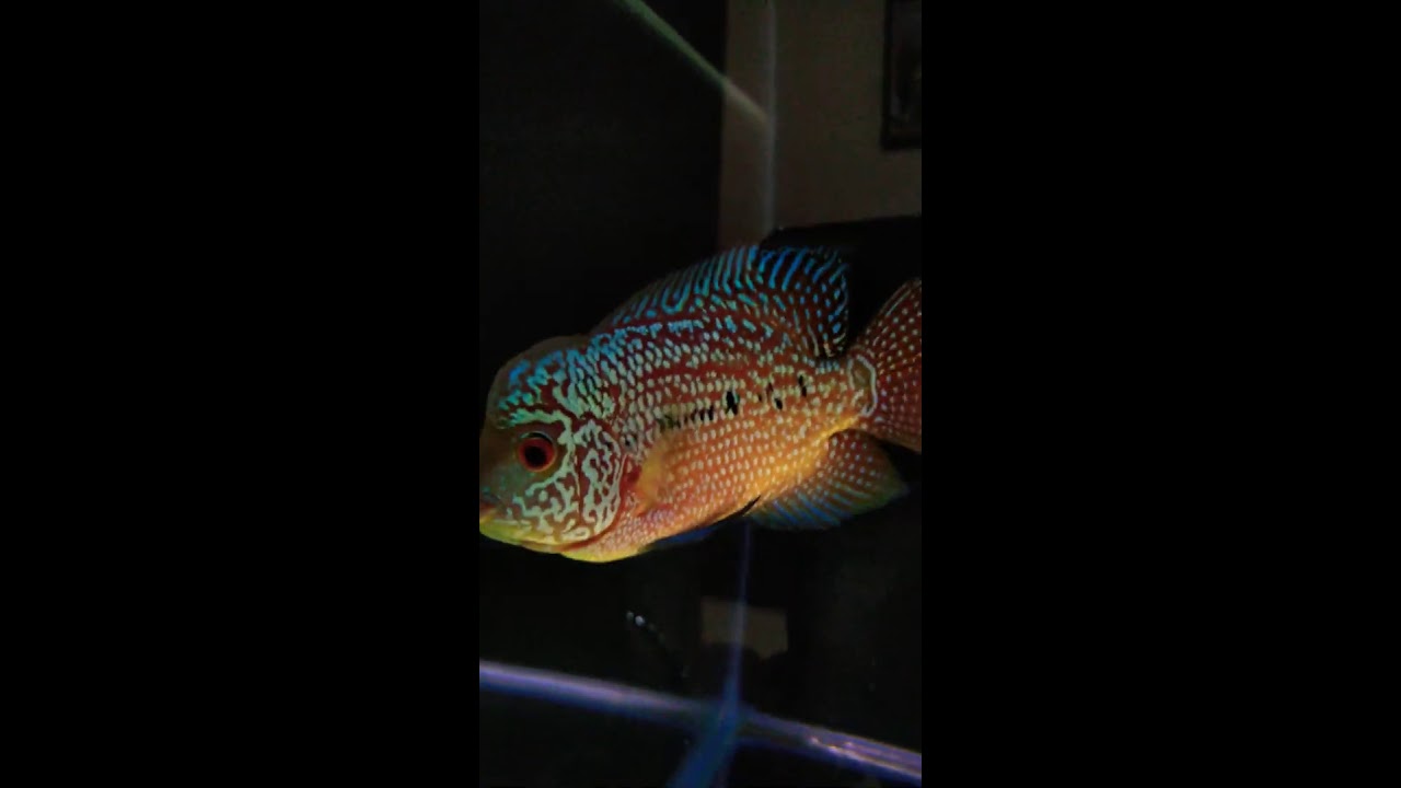 Louhan red king kamfa - YouTube