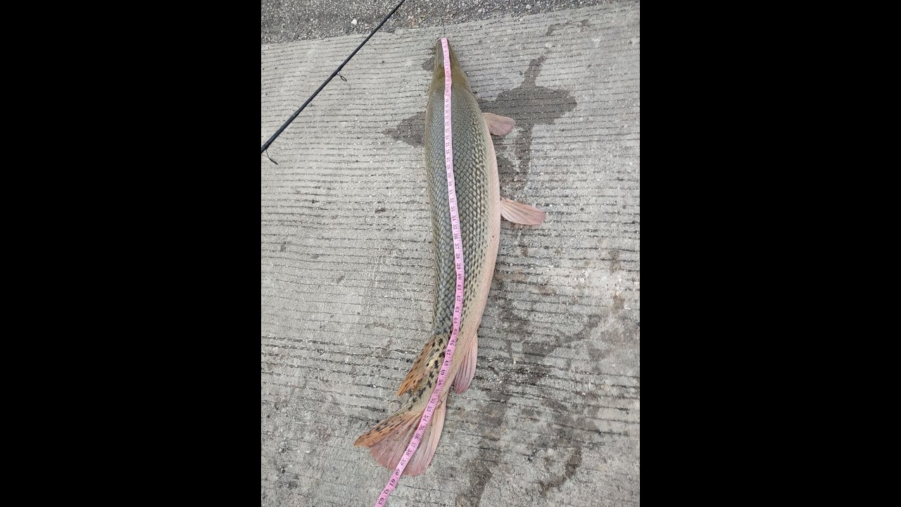 5 foot Alligator Gar Caught From a Kayak - YouTube