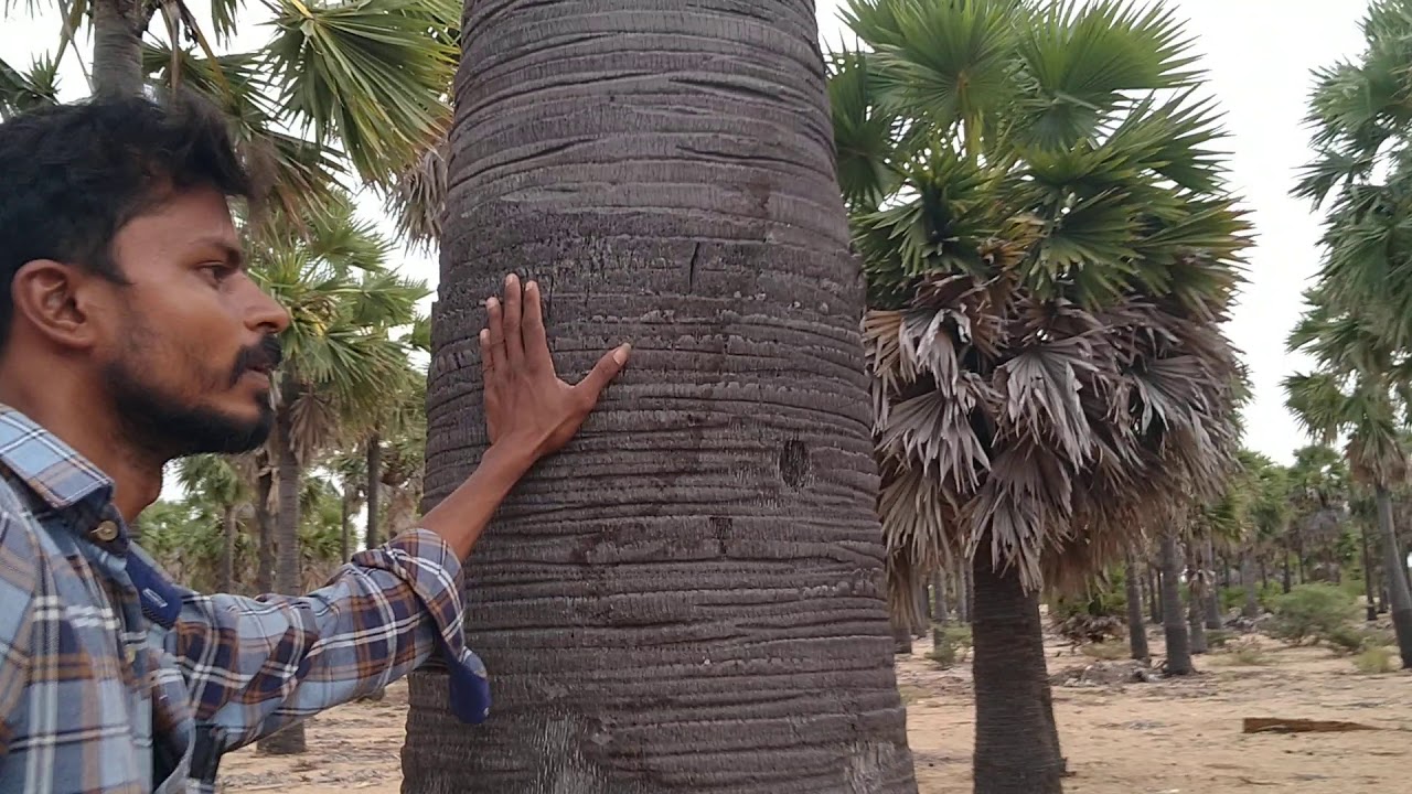 panaimarathin payangal,palmyra tree all benefits and application - YouTube