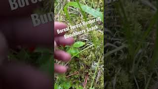Boreal Forest Bushcraft 101 -Bunchberry snack & gunshot