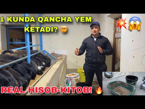O‘ZIMNI QOCHQORLARIM! 💥 1 KUNLIK YEM QANCHA? 😱🐏 