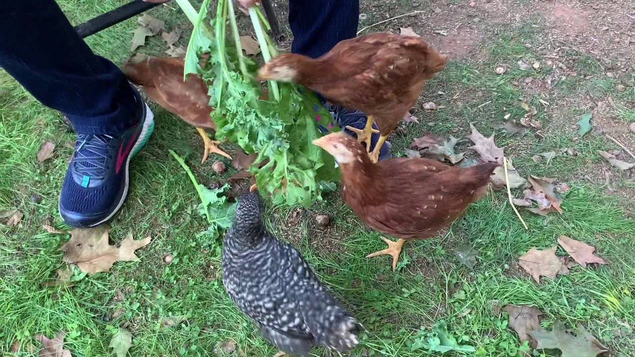 Chickens foraging in their new yard - YouTube