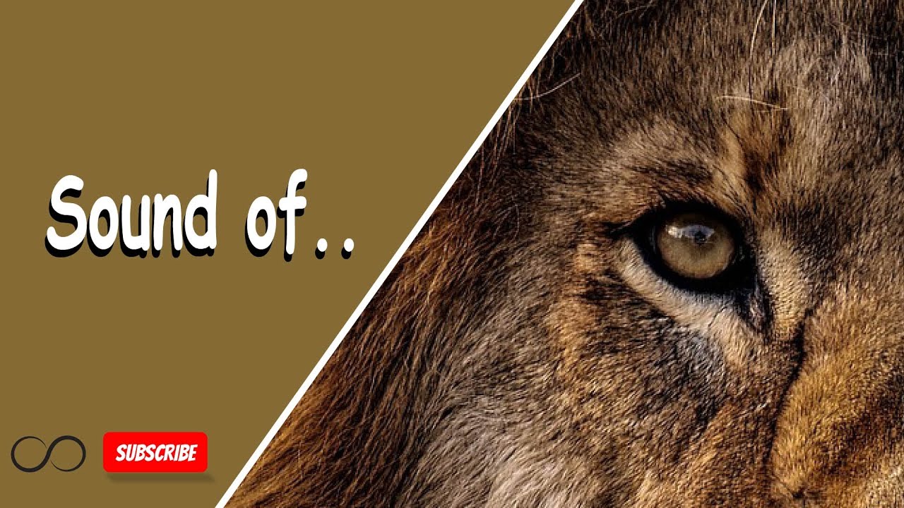 Animal Sounds for Children | @animalplanet | Sound of LION - YouTube