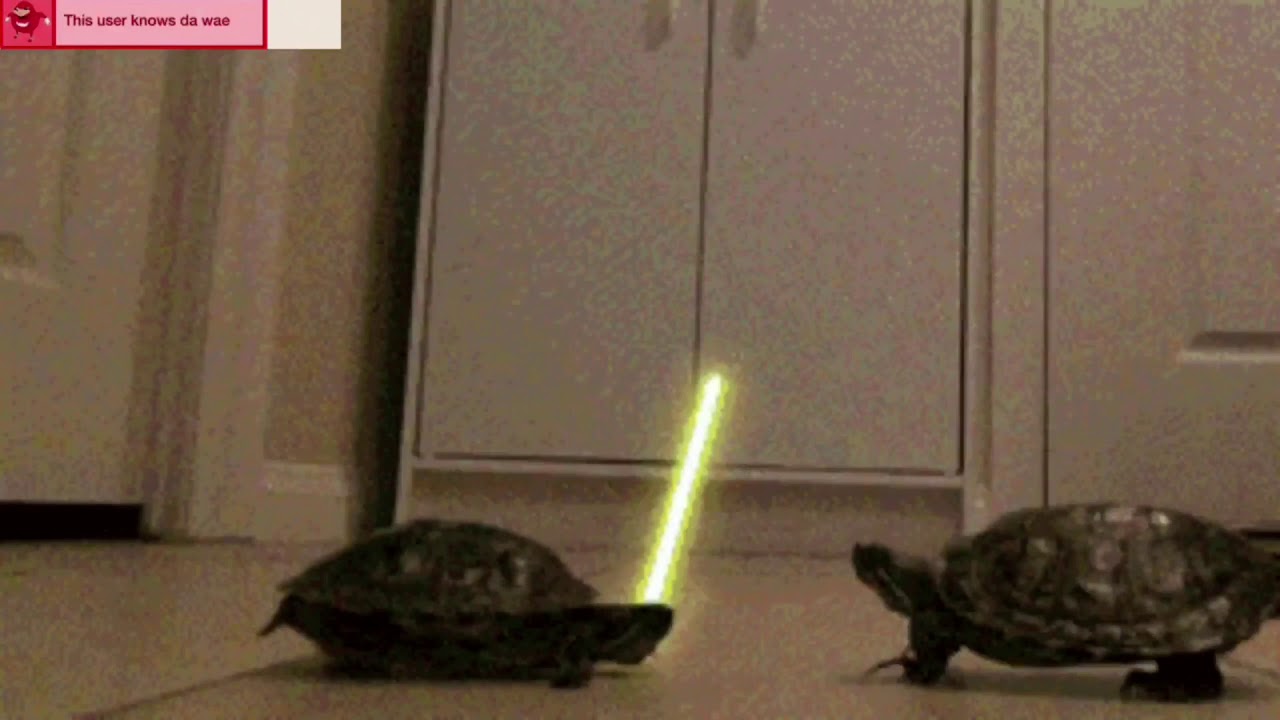 Turtle lightsaber fight!! - YouTube
