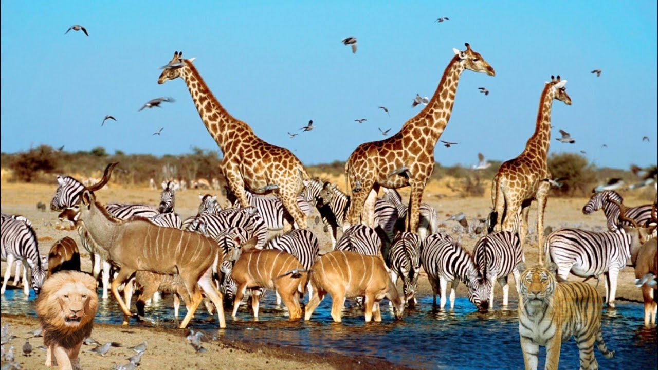 full hd animal video 1920x1080 | wildlife hd video 1080p |animal planet ...