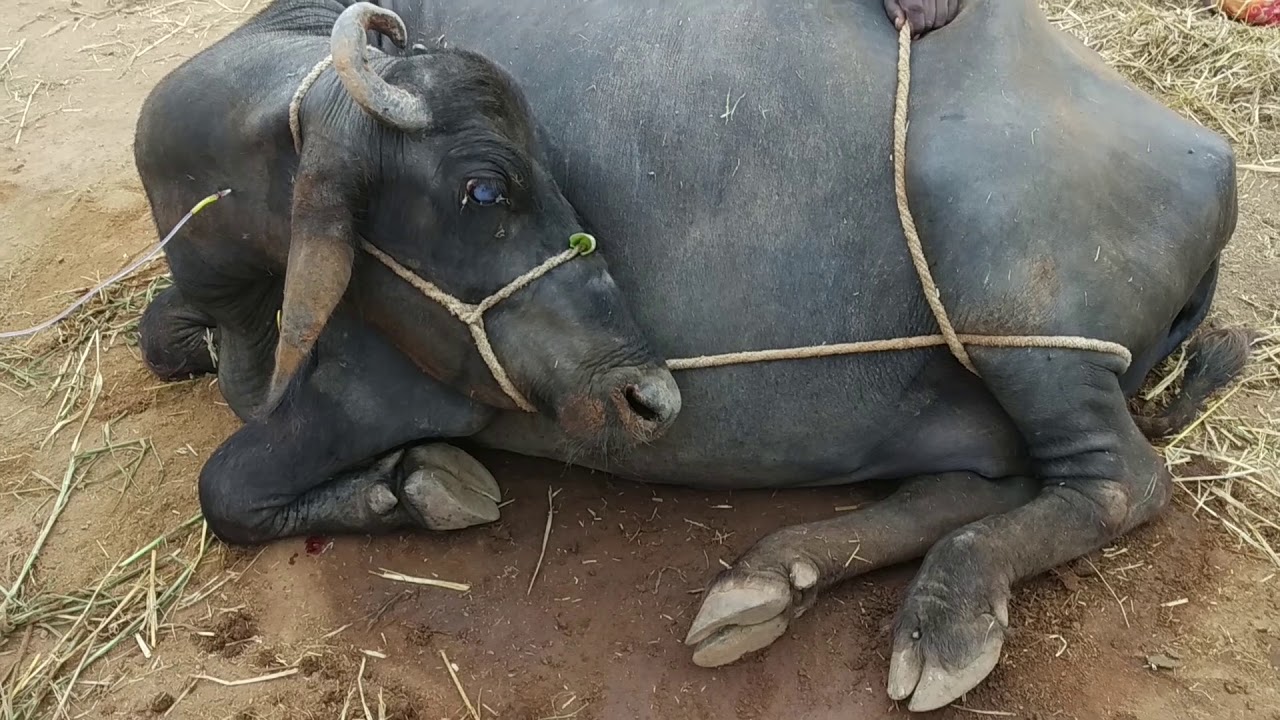 how vet treated and saved serious acute surra case of cattle with ...