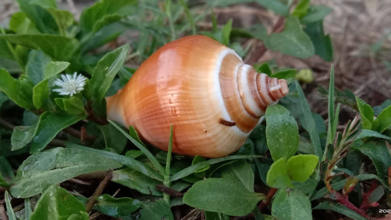 Mencari dan menemukan Siput, siput lucu,siput loreng, siput batik,siput ...