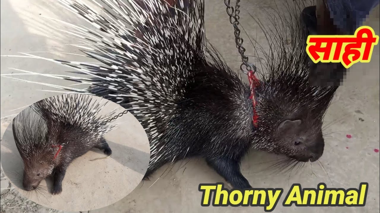 Thorny Animal In Hindi !! Porcupine !! Khet Mein Mila Kantedar Janwar ...