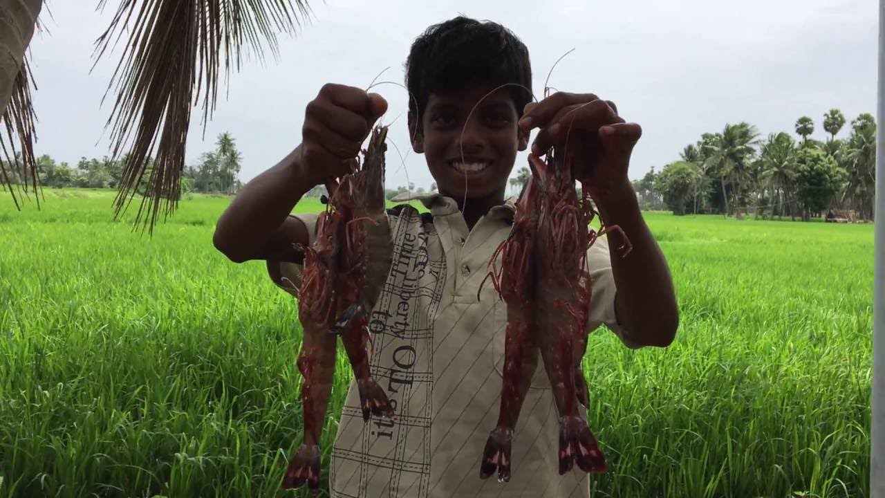 Cooking Big Prawns in My Village - Big Prawn kulambu - Traditional Way ...