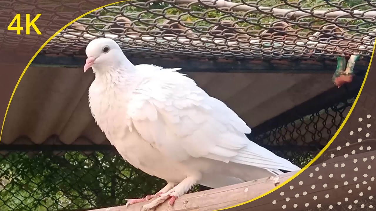 Pigeons in the morning Natural Sounds [ birds ] - YouTube