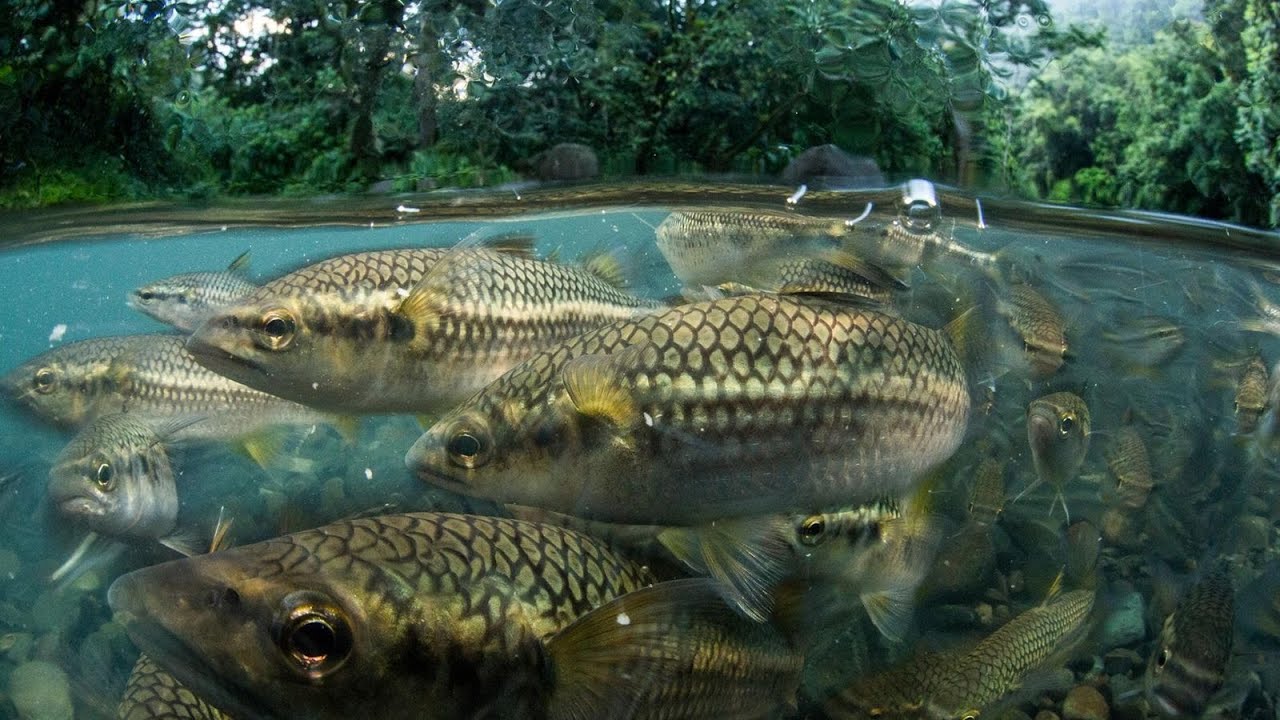 The Aquatic Symphony - Life in Freshwater (15 Minutes Microlearning ...
