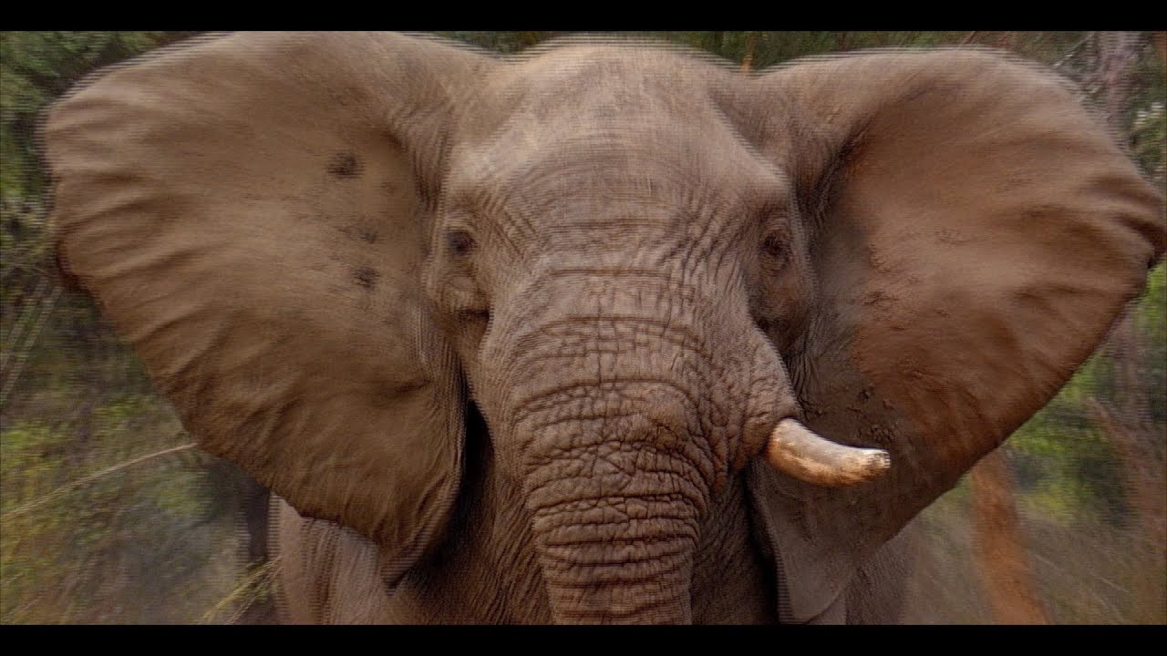 Nyamvu Safaris 2021- A Prime Resort & Wildlife Expedition destination ...