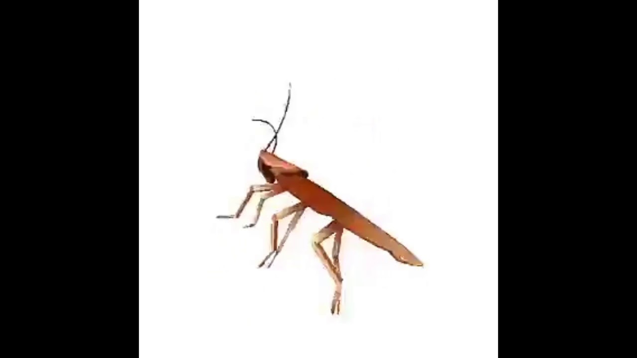Dancing cockroach meme with la cucaracha - YouTube
