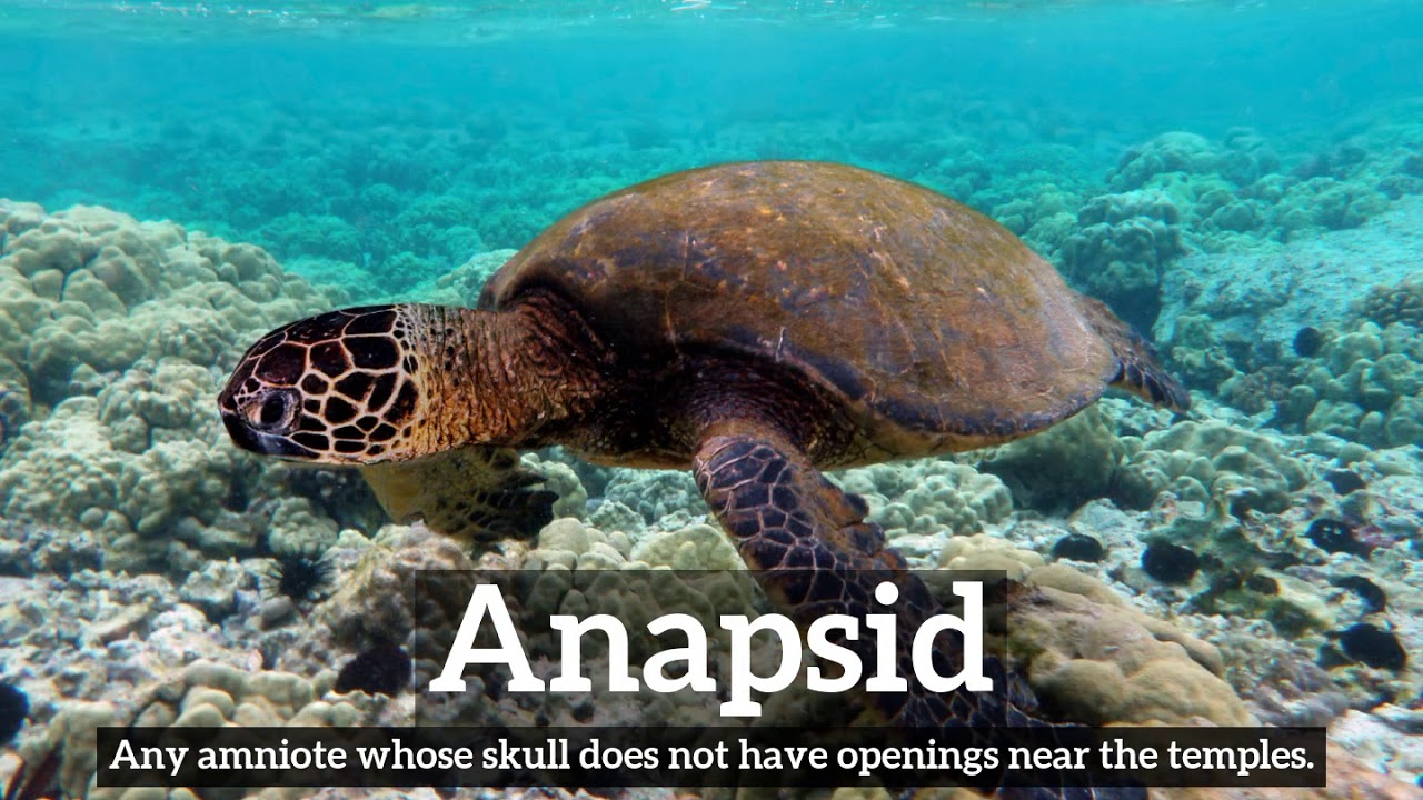 How Does Anapsid Look? | How to Say Anapsid in English? | What is ...