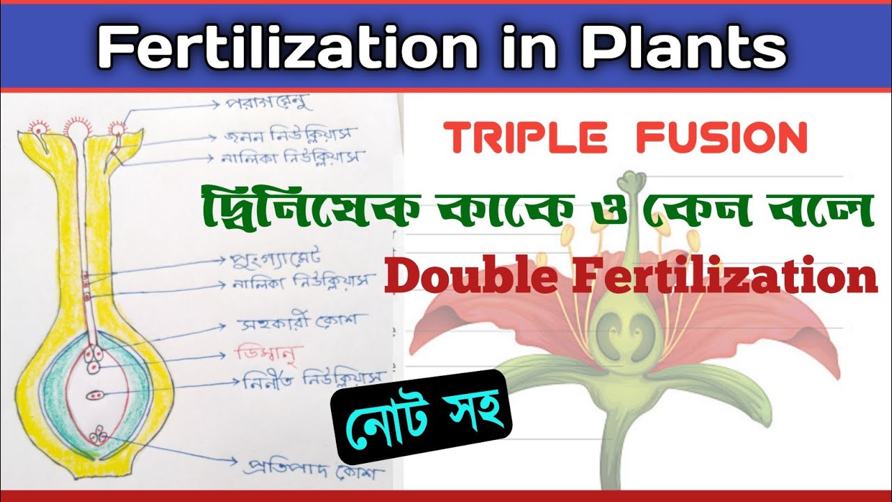 Fertilization in Flowering Plants for class 10 and 12। সপুষ্পক উদ্ভিদের ...
