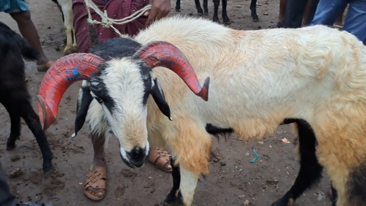 గూడూరు సంతలో విత్తనపు పొట్టేలు 11 11 22 GUDURU MARKET BREEDING RAMS ...