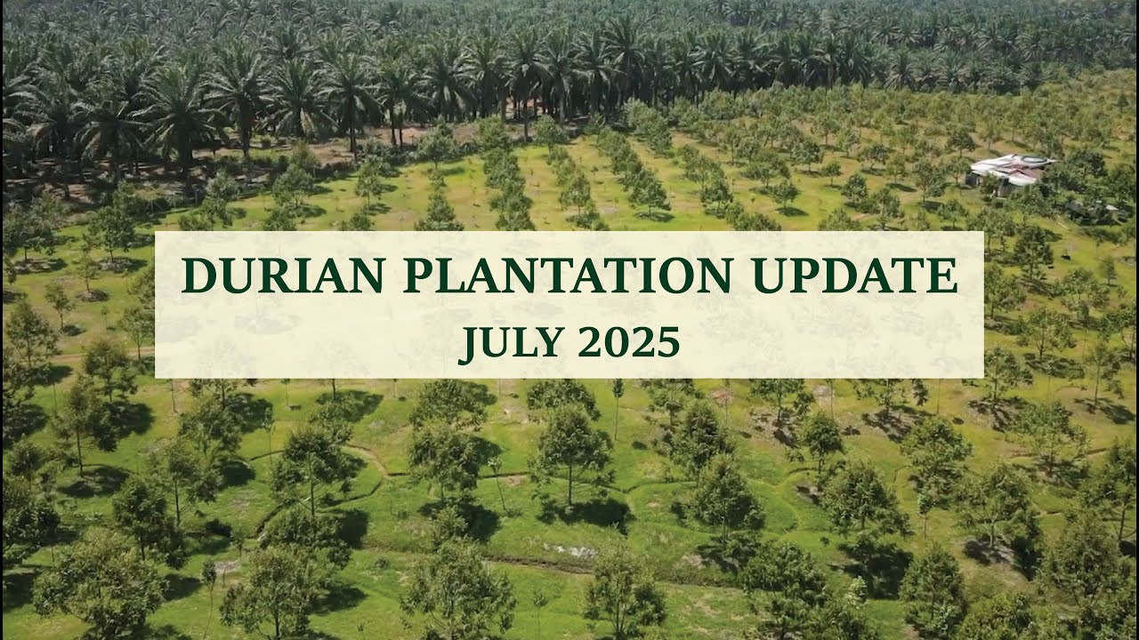 Durian Projects July 2025 Update - YouTube
