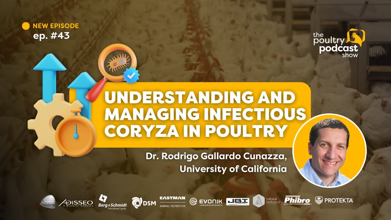 Dr. Rodrigo Gallardo Cunazza: Managing Infectious Coryza | Ep. 43 - YouTube