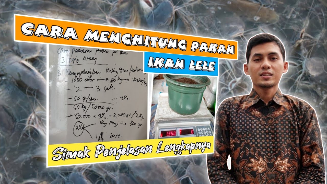 Cara Menghitung Pakan Ikan Lele || Ada 3 Cara Pemberian Pakan Pada Ikan ...