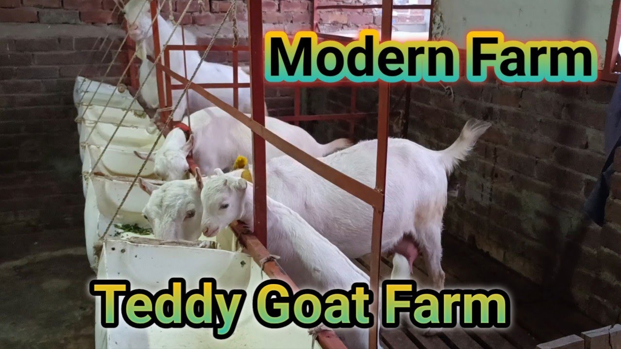 Teddy Goat Farm ll Teddy Goats ka shoq ll Beautiful teddy goats ll Goat ...