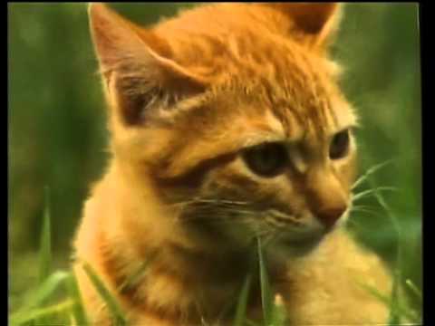 04/10 - Orig Milo & Otis - The Adventures Of Chatran - Koneko ...