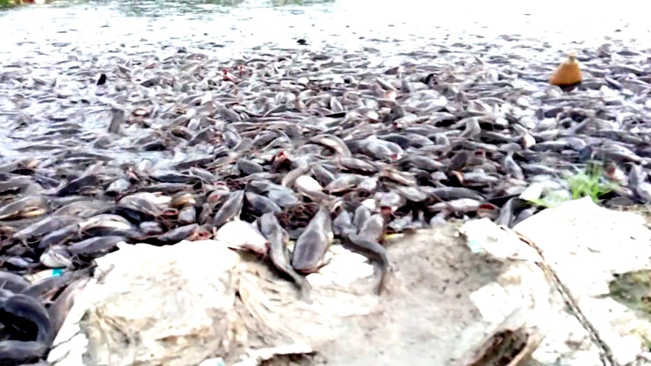 Amazing Catfish in India || Catfishes are getting out of the water to ...