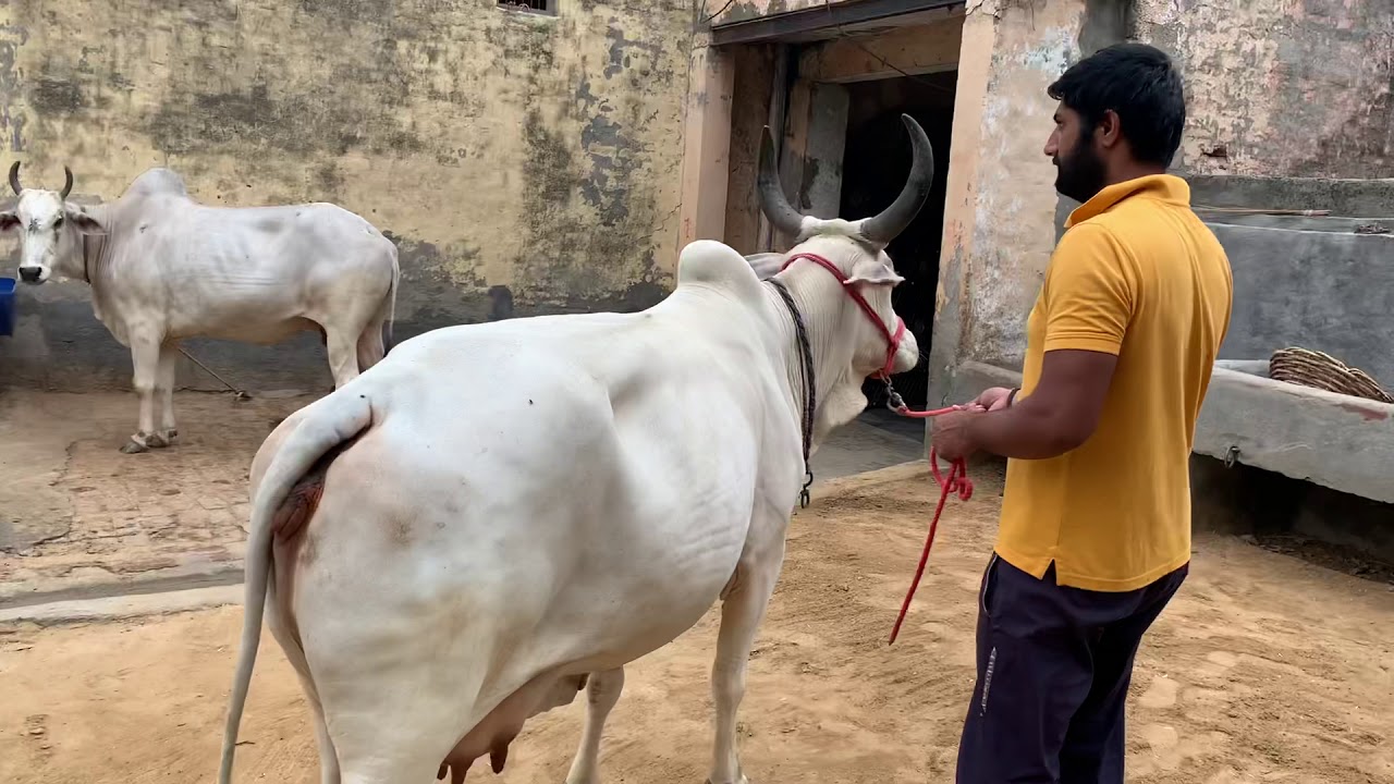 Pure white desi cow fore sale m 8800981400 - YouTube