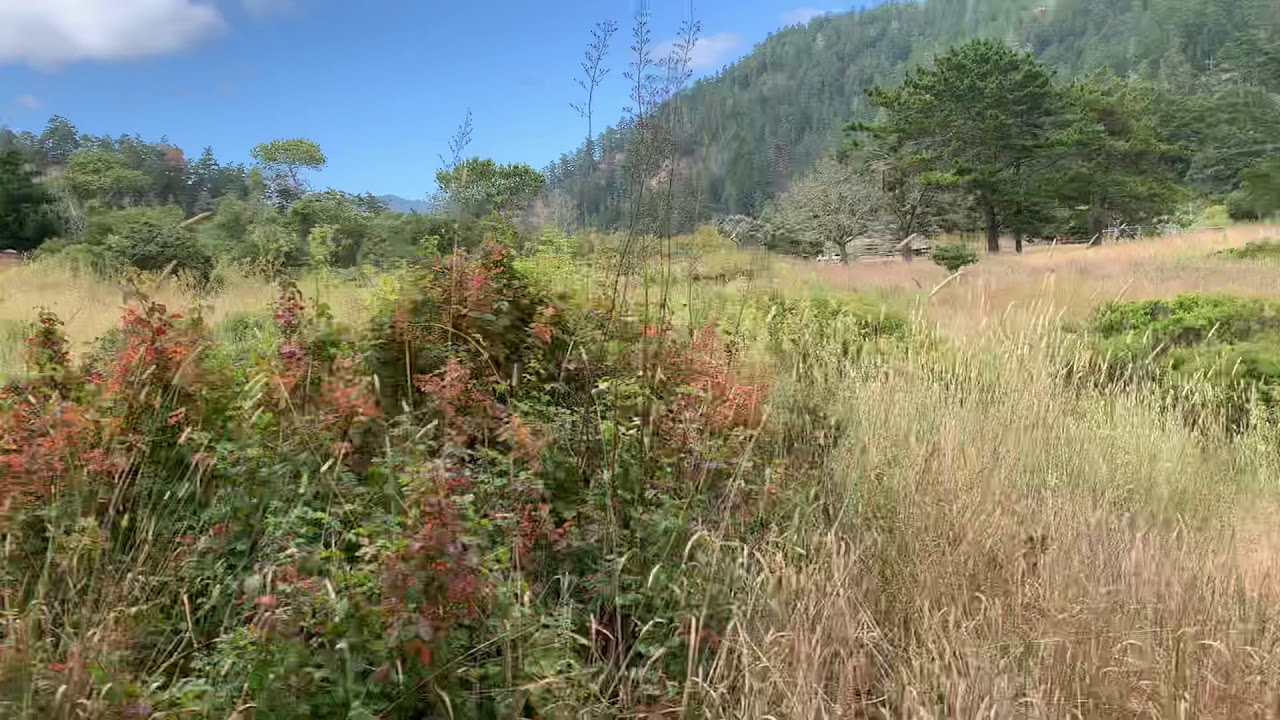 Jim hilpert humming birds Waddell creek - YouTube