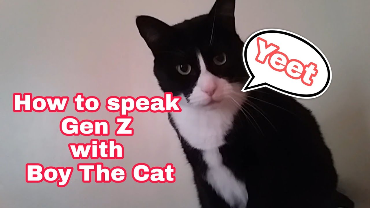 How to speak Gen Z (aka Zoomers) - YouTube