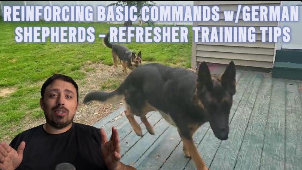 REINFORCING BASIC COMMANDS w/GERMAN SHEPHERDS - REFRESHER TRAINING TIPS - YouTube