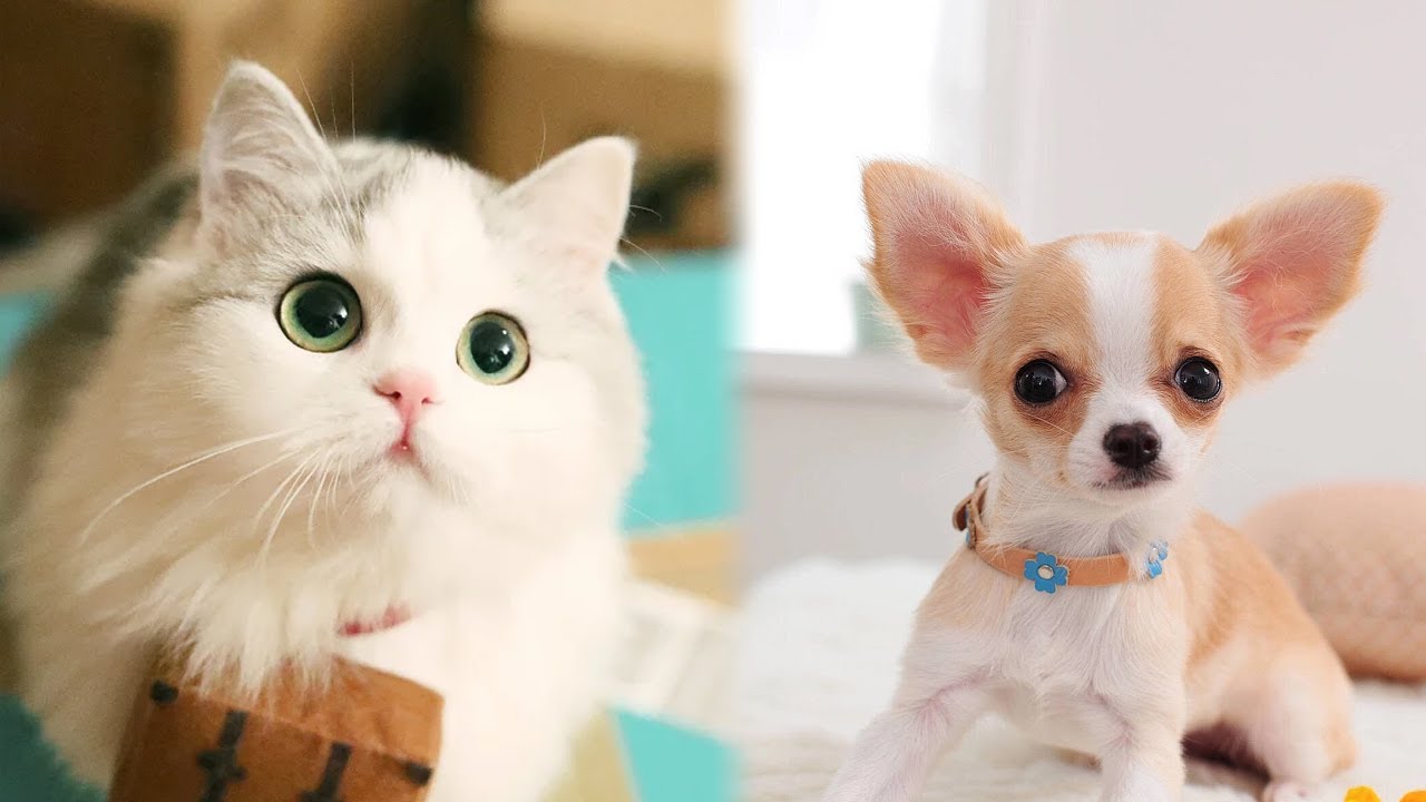 028 Funniest and cutest animals of the year!!! Funny and cute animal ...