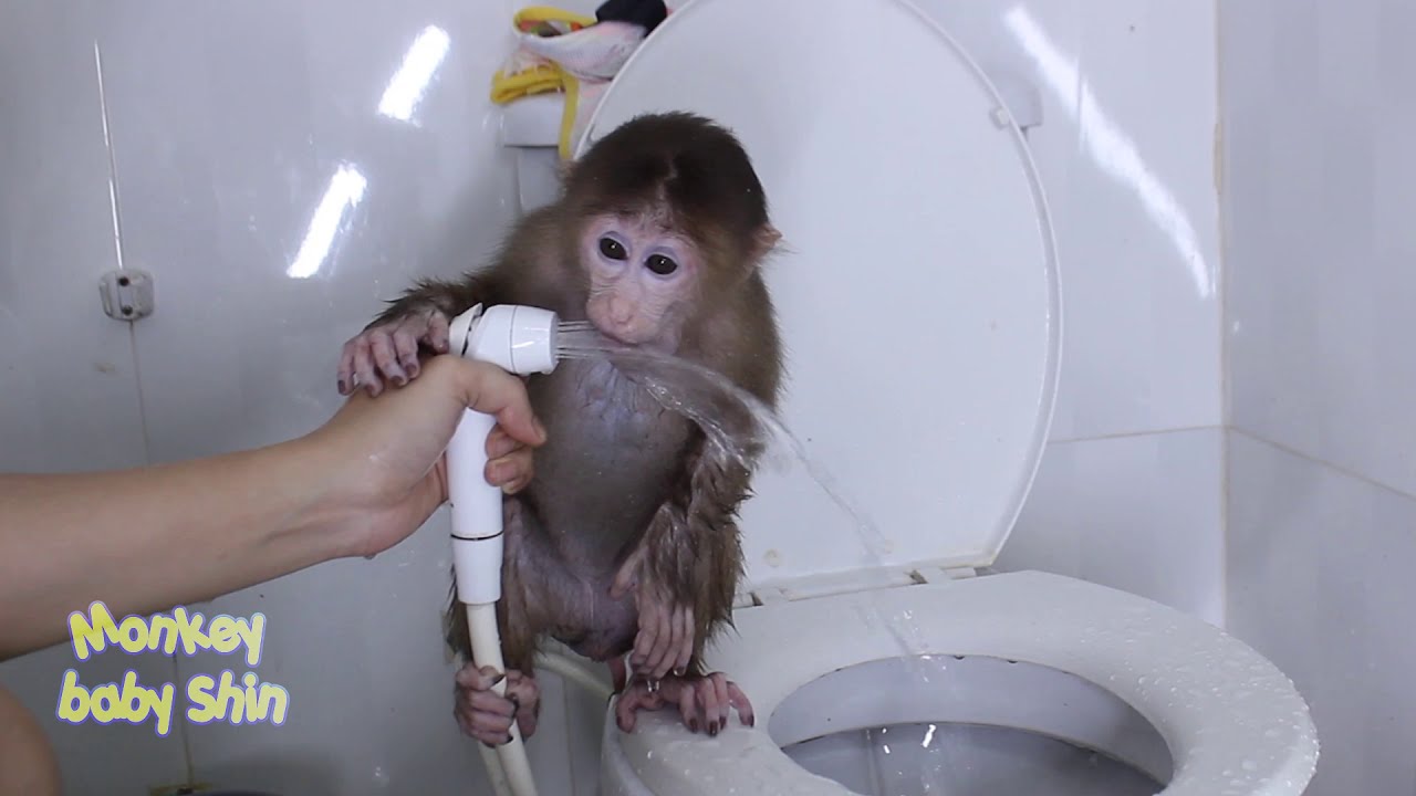 Baby monkeys Shin Try to Turn Off the Faucet in the Toilet so Funny ...