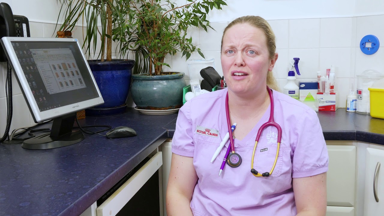 City Vets Waterford - YouTube