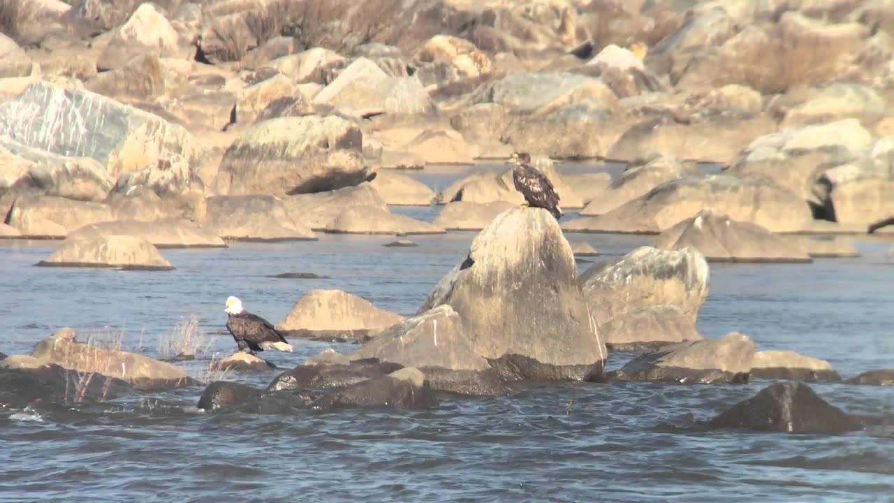 Bald Eagles - Conowingo Dam, Maryland - YouTube