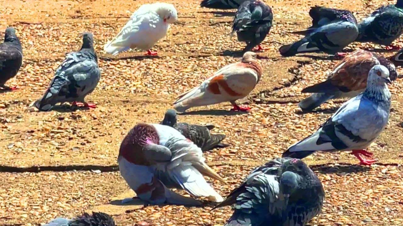 Beautiful Pigeons after play river water - Kun Animals #kunanimals # ...