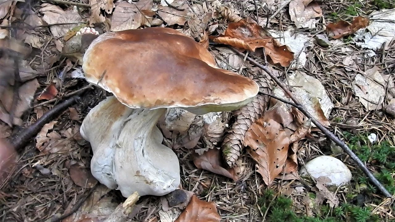 Ultimi Funghi Porcini della stagione. - YouTube