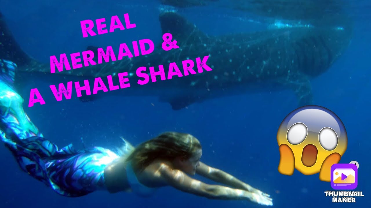 Real Mermaid Swimming with a Whale Shark Mertailor Whimsy FF3 Abalone ...