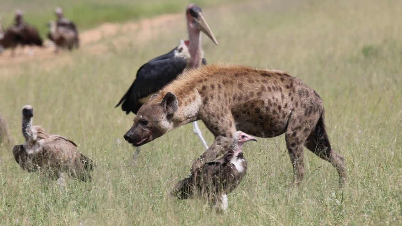 Scavengers! - YouTube