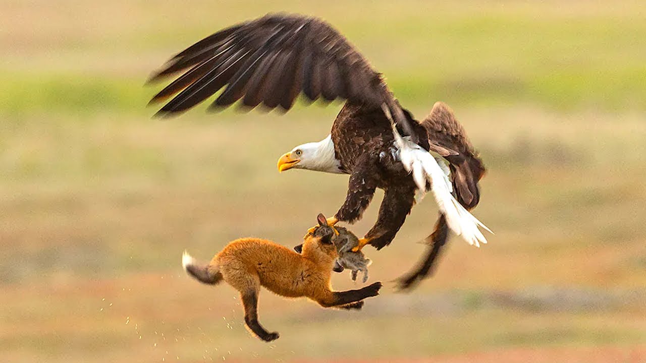 Eagle Grabs and Flies Away With Fox - YouTube